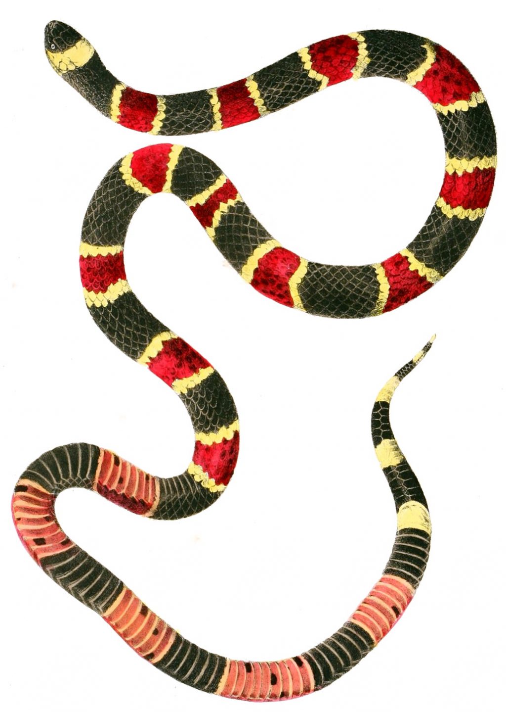 Comprendre le fonctionnement des serpents pour profiter de votre voyage ...