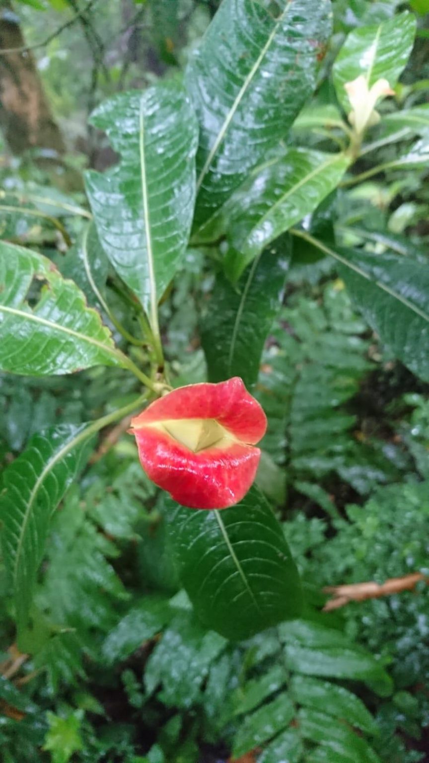 La flore insolite du Costa Rica - Costa Rica Voyage