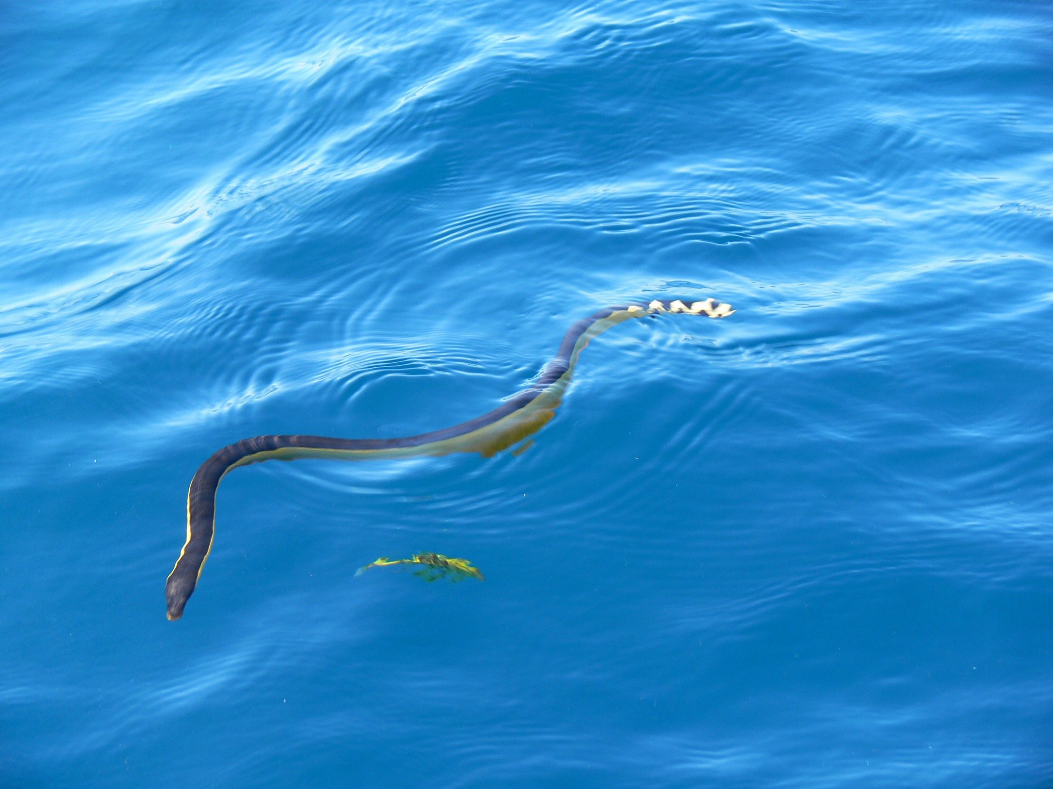 Un serpent marin au Costa Rica ! - Costa Rica Voyage